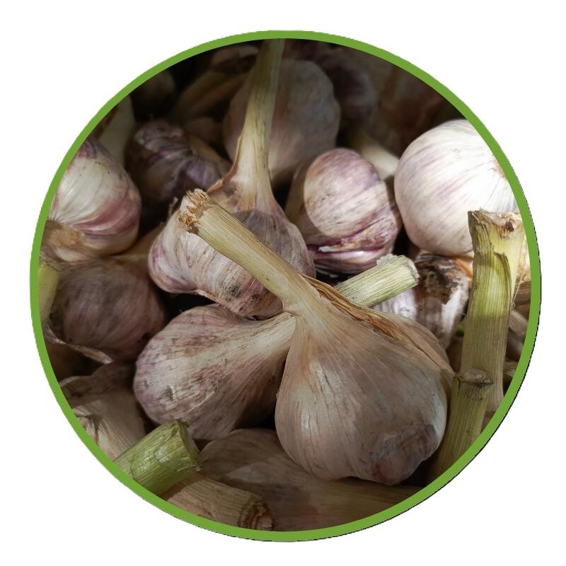 Gansito Ramo Mini X240G X12Uni